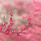 Bella Rosa - ویدیوها